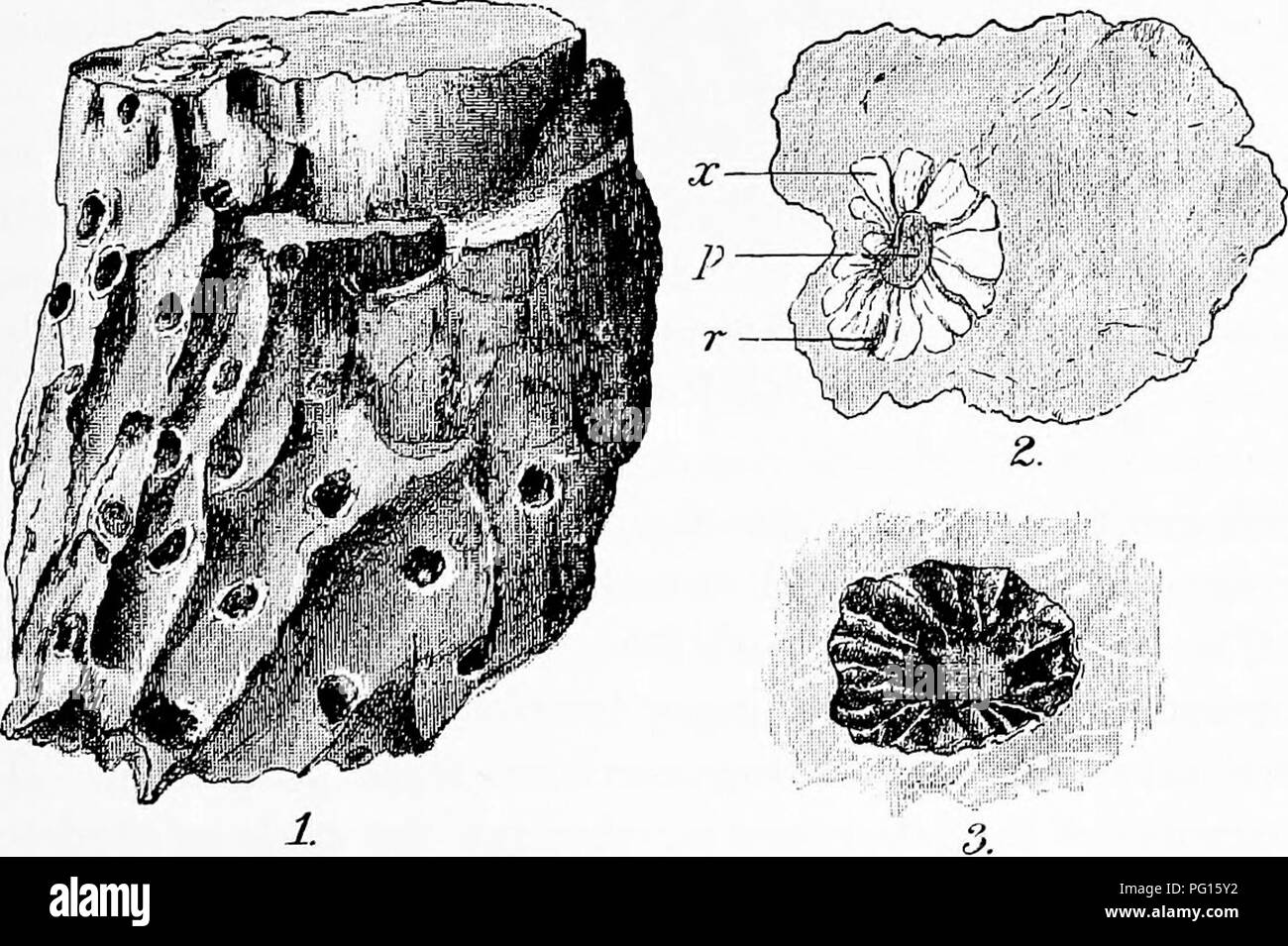 . Fossil plants : for students of botany and geology . Paleobotany ...