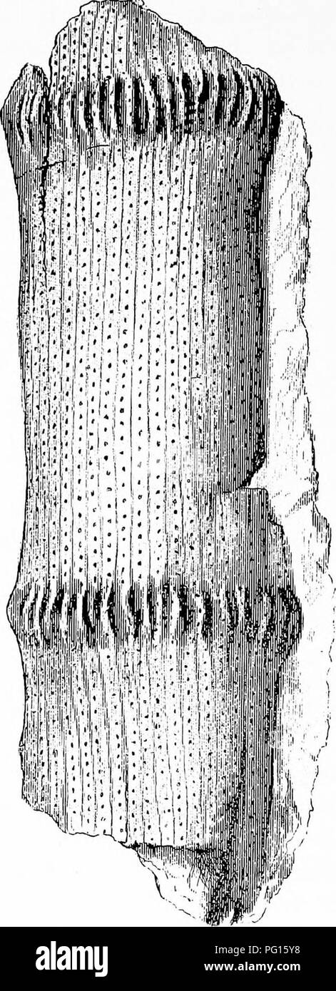 . Fossil plants : for students of botany and geology . Paleobotany. 206 ...