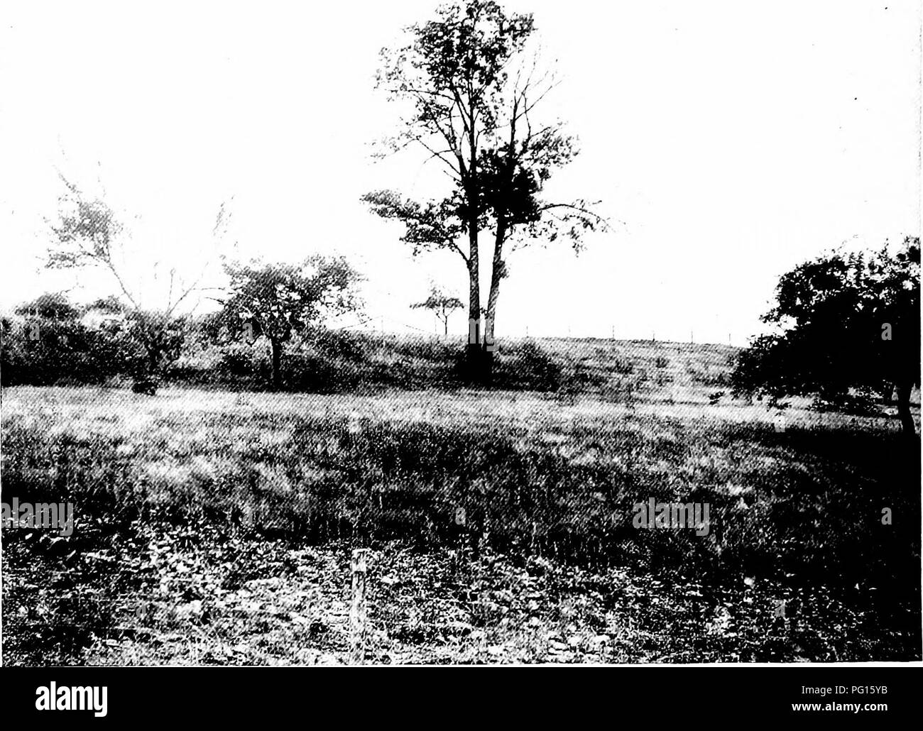 American chestnut tree blight hi-res stock photography and images - Alamy