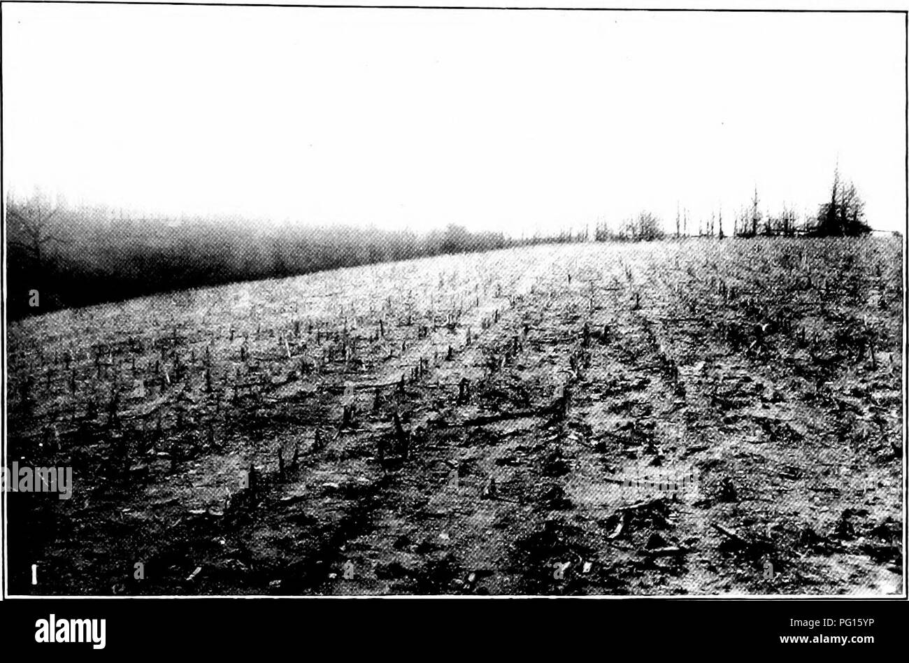 An illustration depicting the chestnut blight fungus, a disease that ...