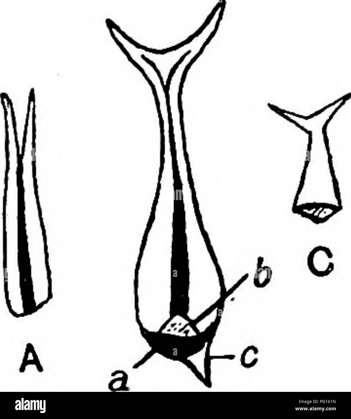 This entry focuses on conifer fossils like Gomphostrobus bifidus ...