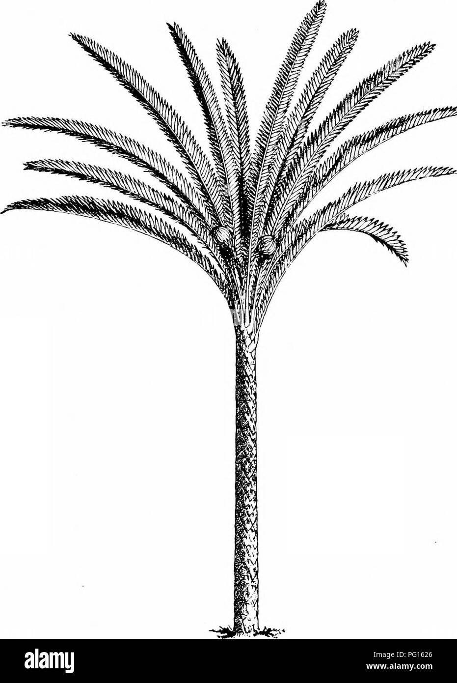 This study explores fossilized plants from the Bennettiteae family ...
