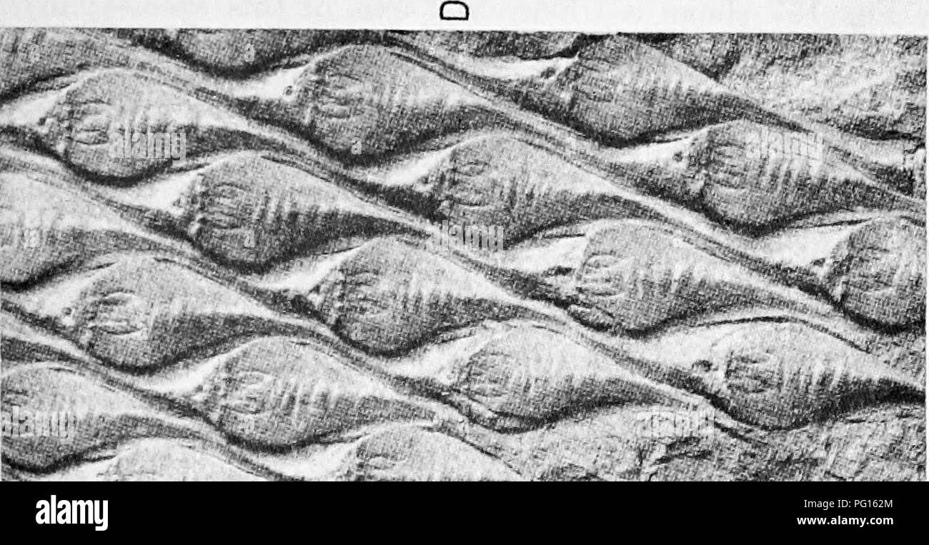 This illustration shows the fossilized remains of Lepidodendron, a ...