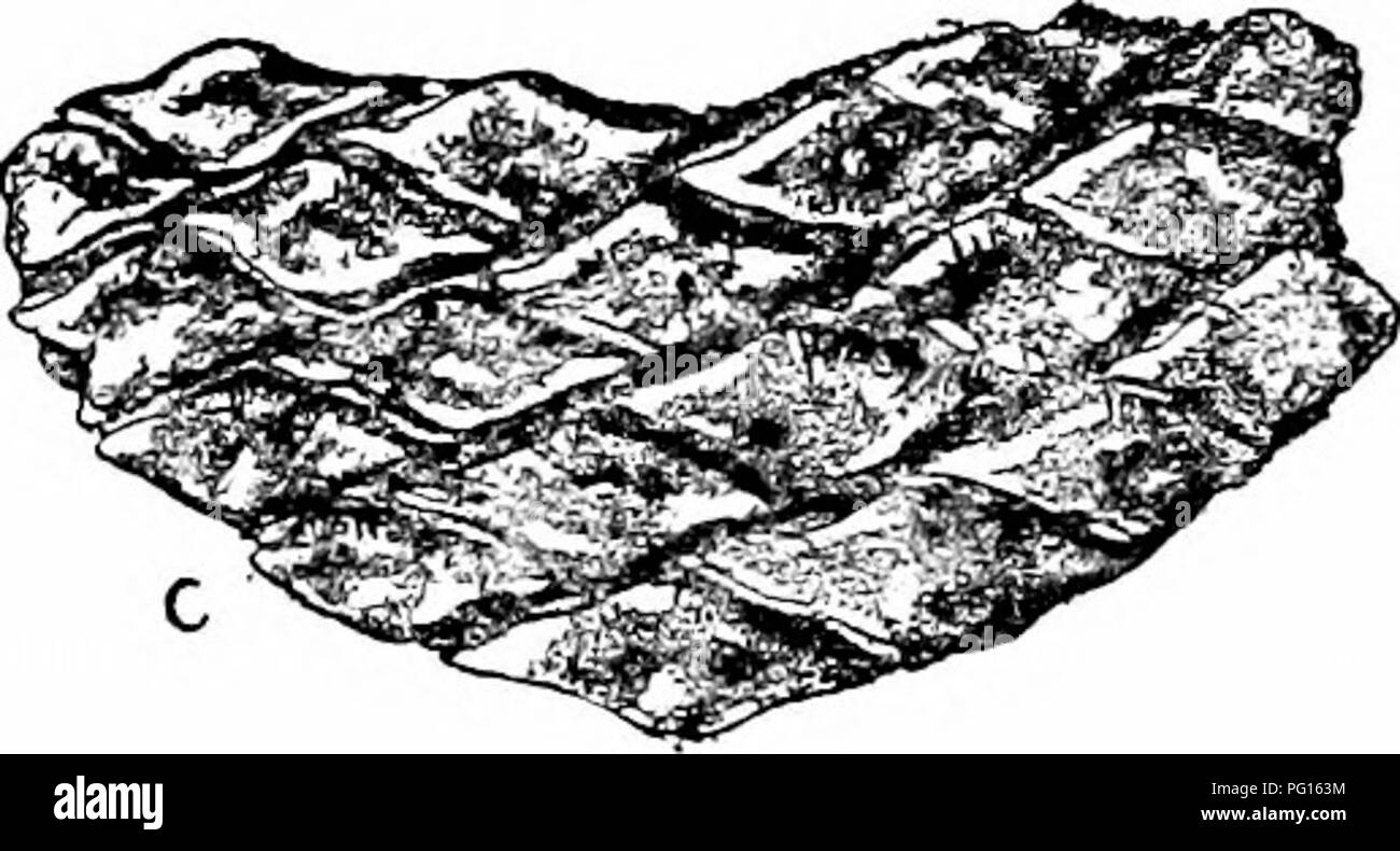 Imbricate scales hi-res stock photography and images - Alamy