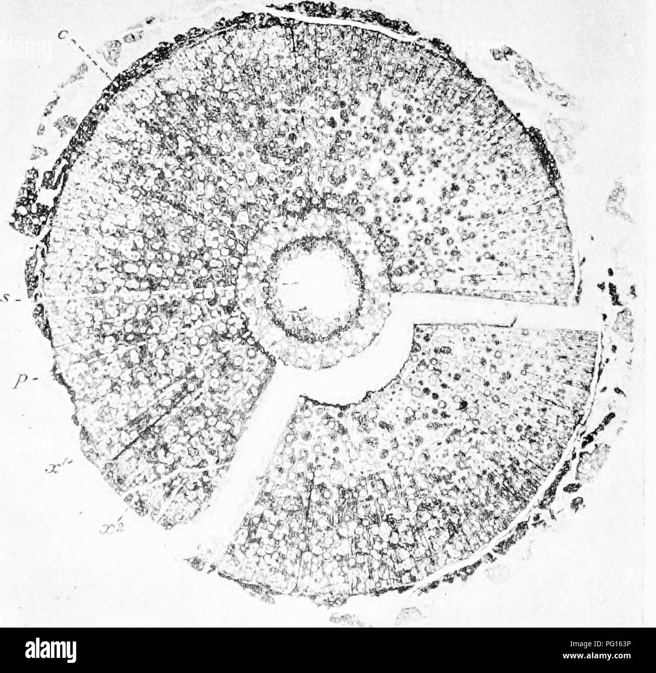 Fluted stem Black and White Stock Photos & Images - Alamy