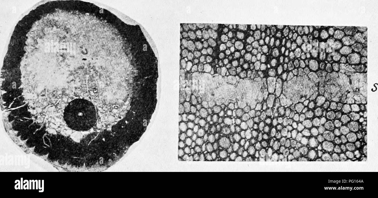 Reticulate work Black and White Stock Photos & Images - Alamy