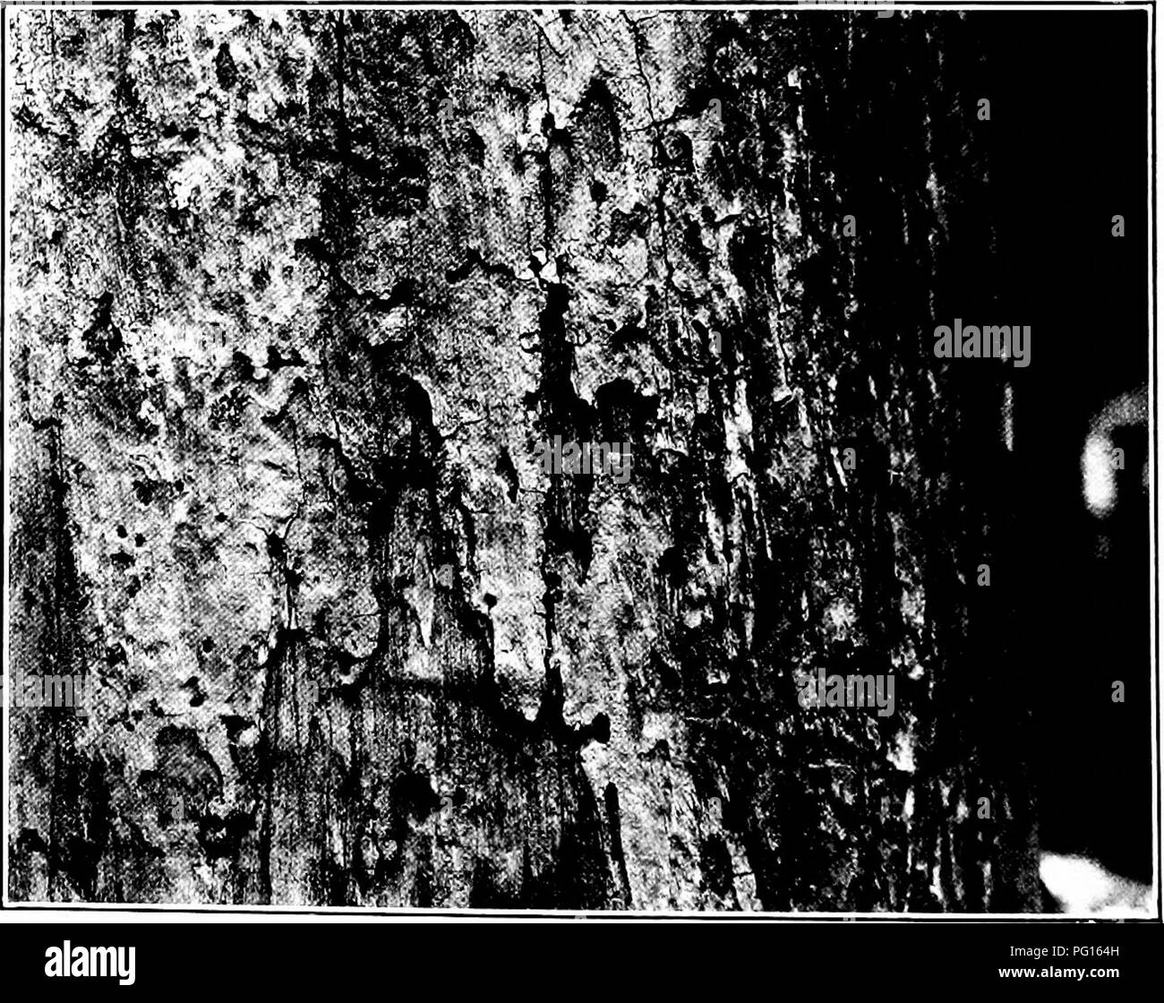This document illustrates the late stages of chestnut blight, showing ...