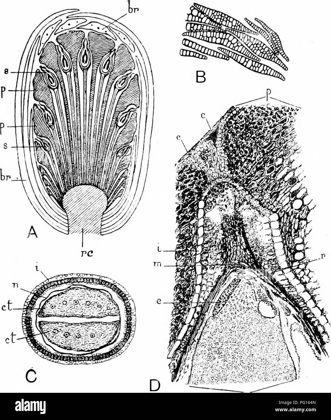 . Studies in fossil botany . Paleobotany. BENNETTITEAE S69. j. 203 ...