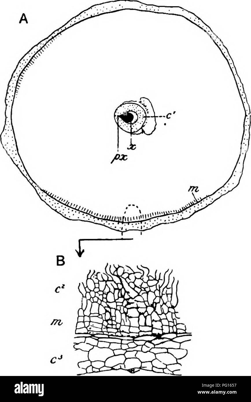 Stigmaria hi-res stock photography and images - Alamy
