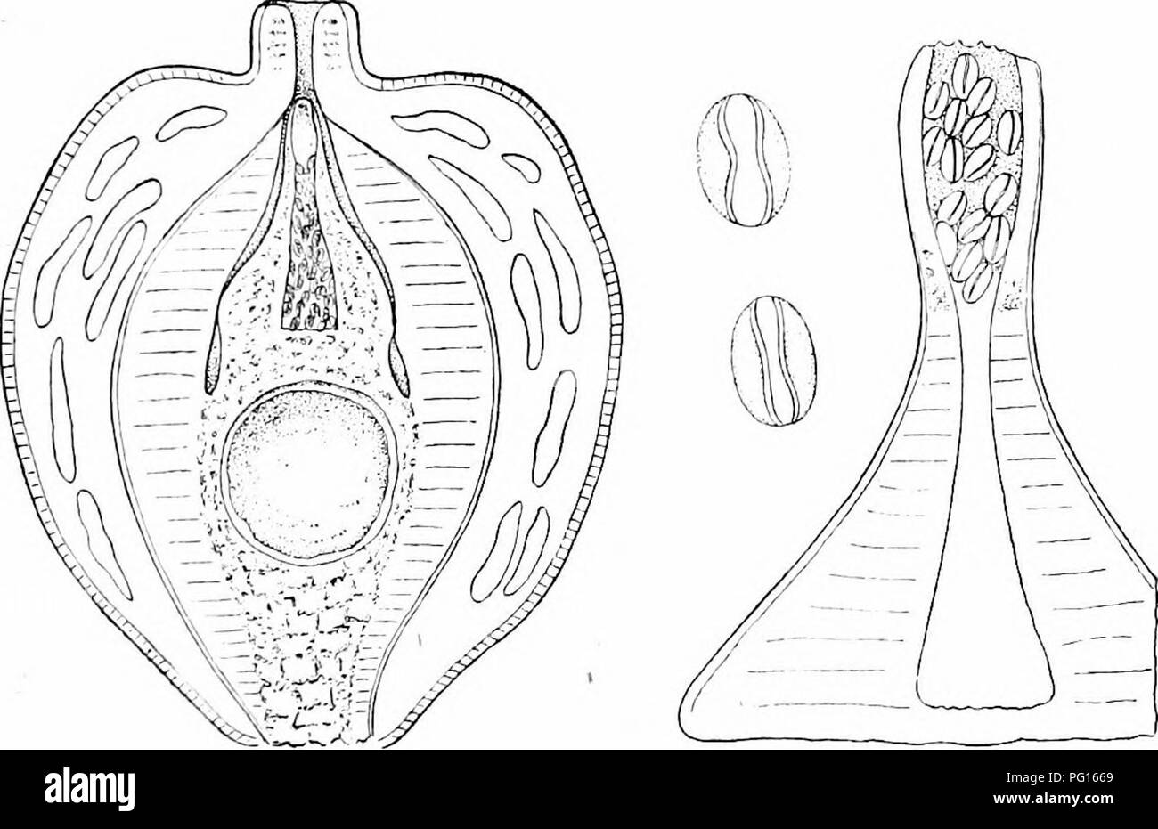 . Studies in fossil botany . Paleobotany. CORDAITEAE 543 are the only ...