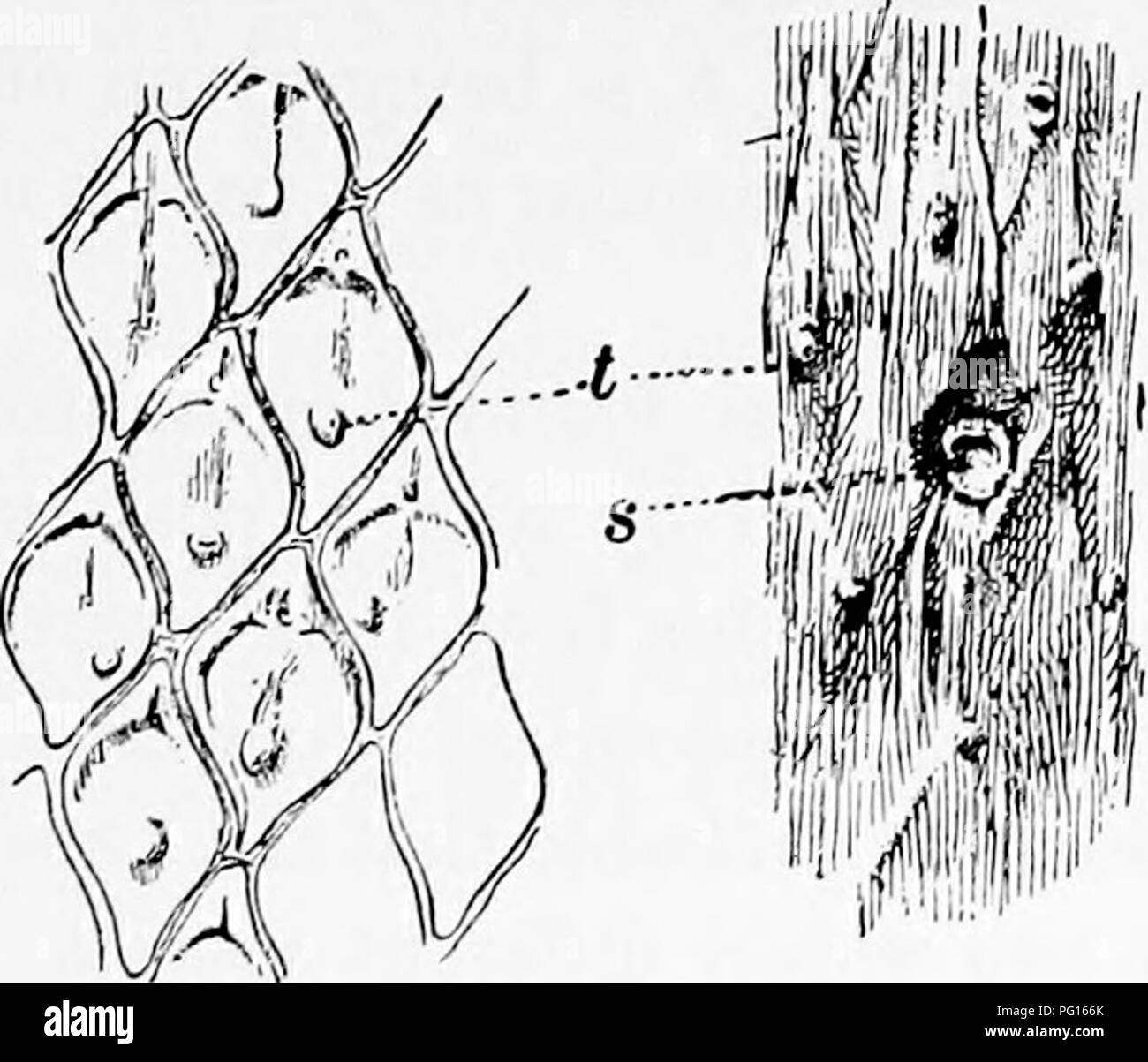 Lepidodendron hi-res stock photography and images - Alamy