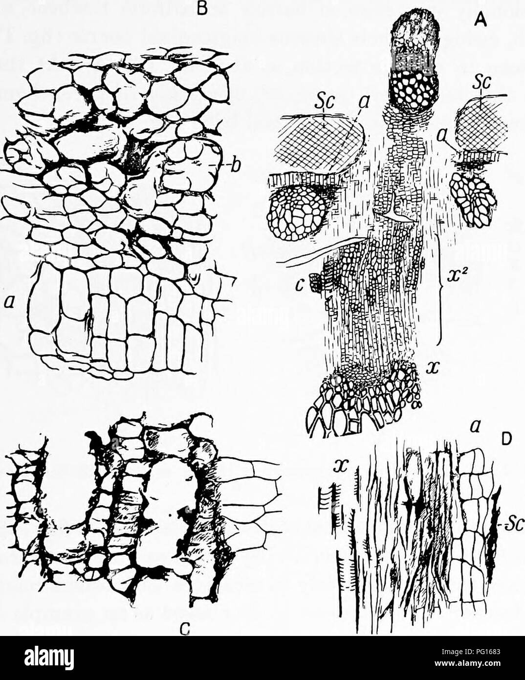 Secretory cells hi-res stock photography and images - Alamy