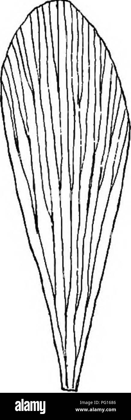 Sphenophyllum hi-res stock photography and images - Alamy