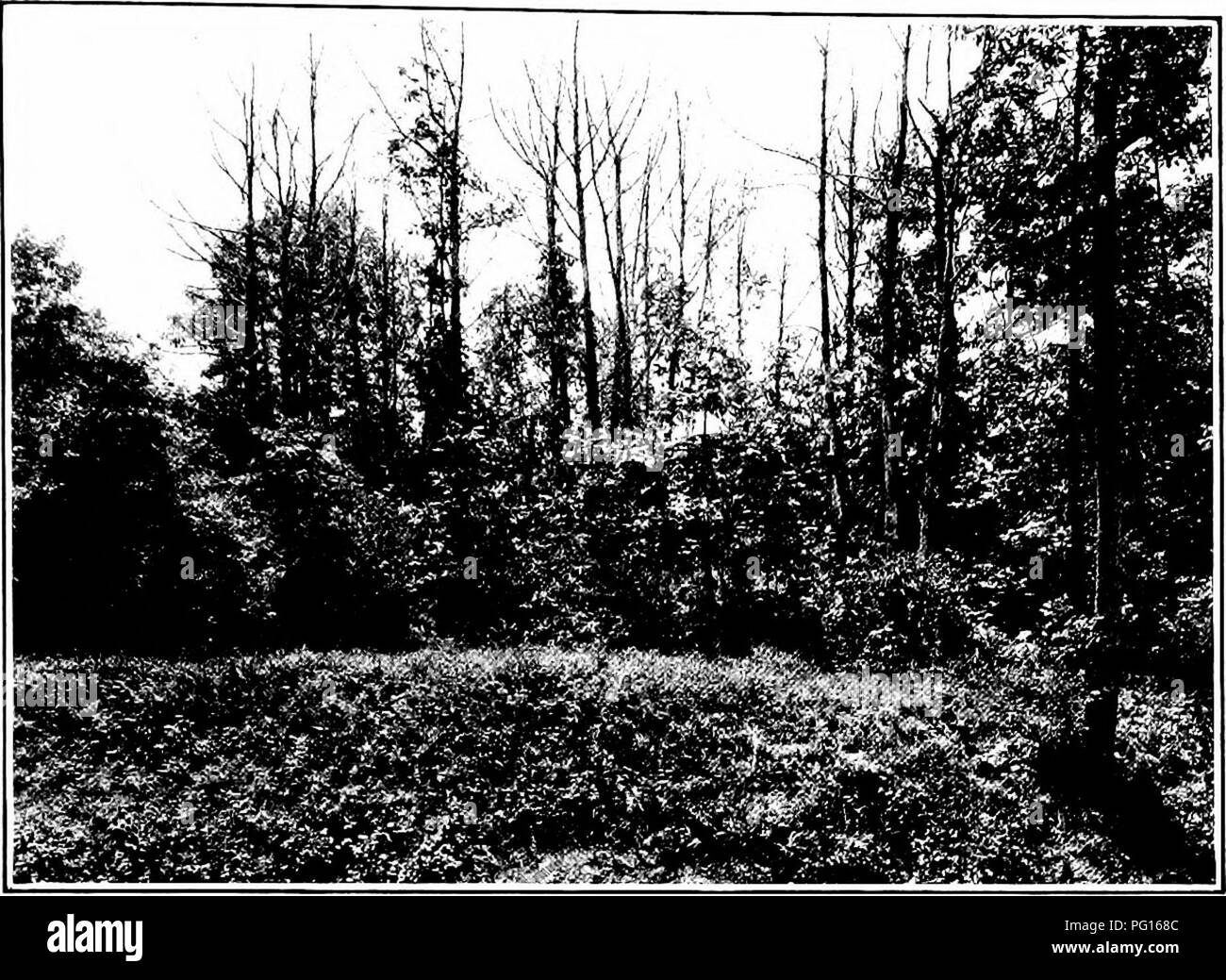 This document features an analysis of the chestnut blight, a fungal ...