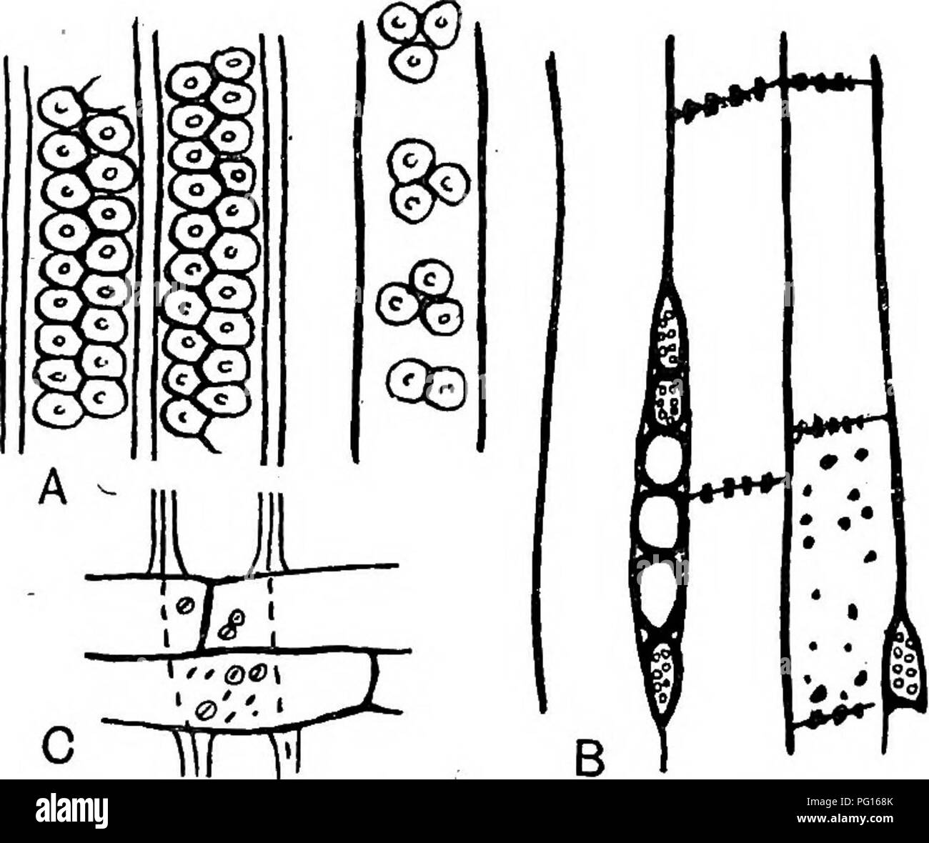 This work discusses various fossil plants, focusing on species such as ...