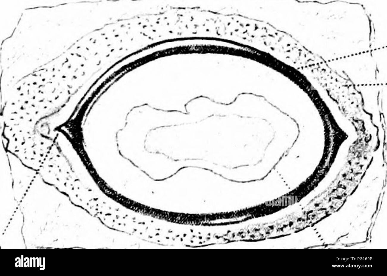 Sigillaria hi-res stock photography and images - Alamy