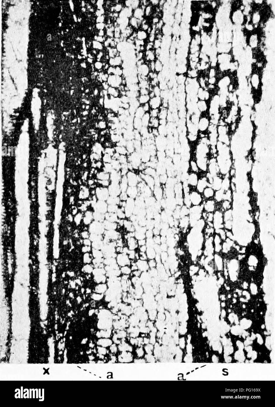 This work provides detailed descriptions of fossil plants such as ...