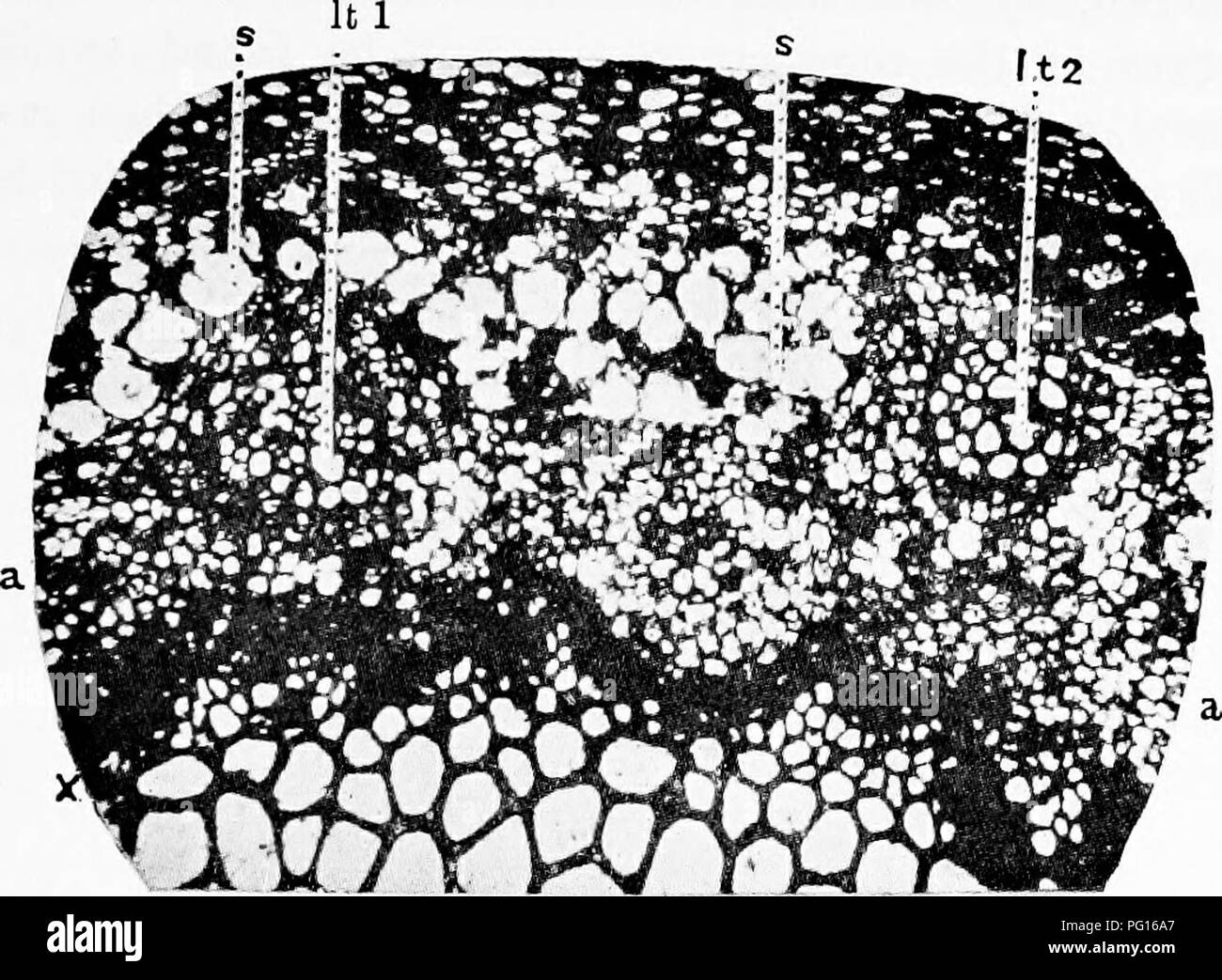This work covers fossil plants like Lepidodendron fuliginosum ...