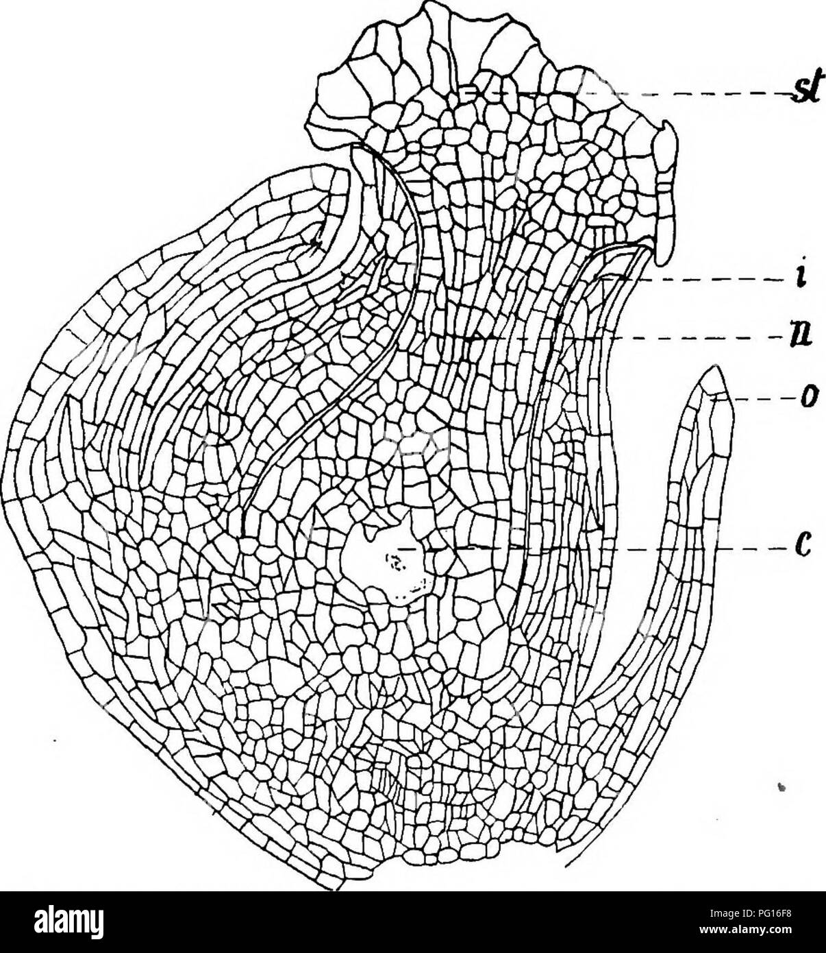 Epimatium Black and White Stock Photos & Images - Alamy