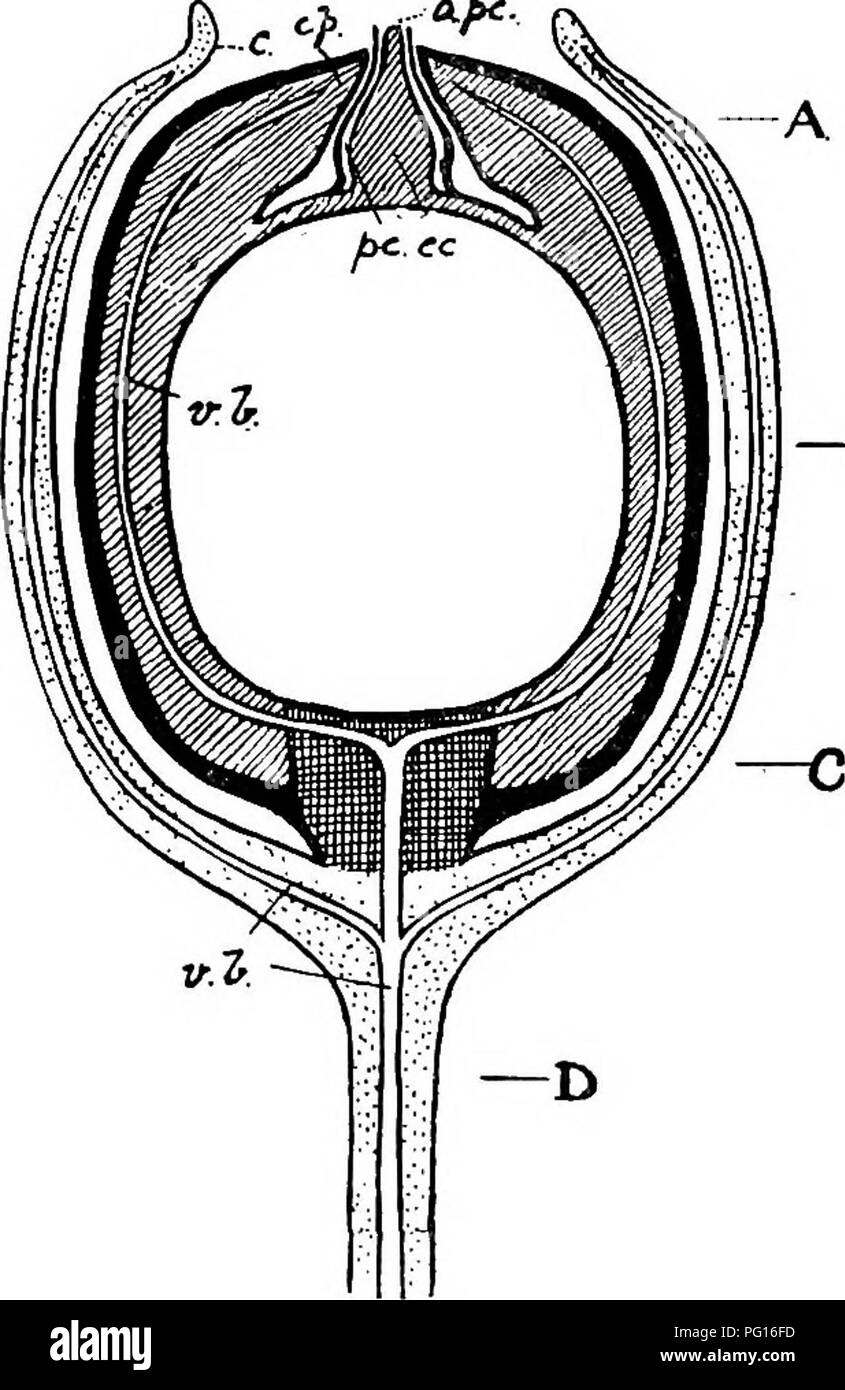 Longitudinal radial section hi-res stock photography and images - Alamy