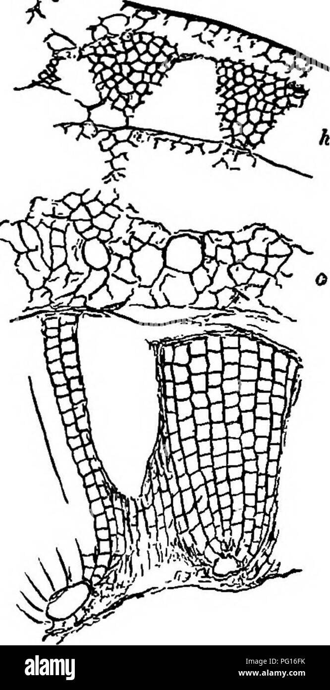 This paleobotany study features fossilized plant specimens, including a ...