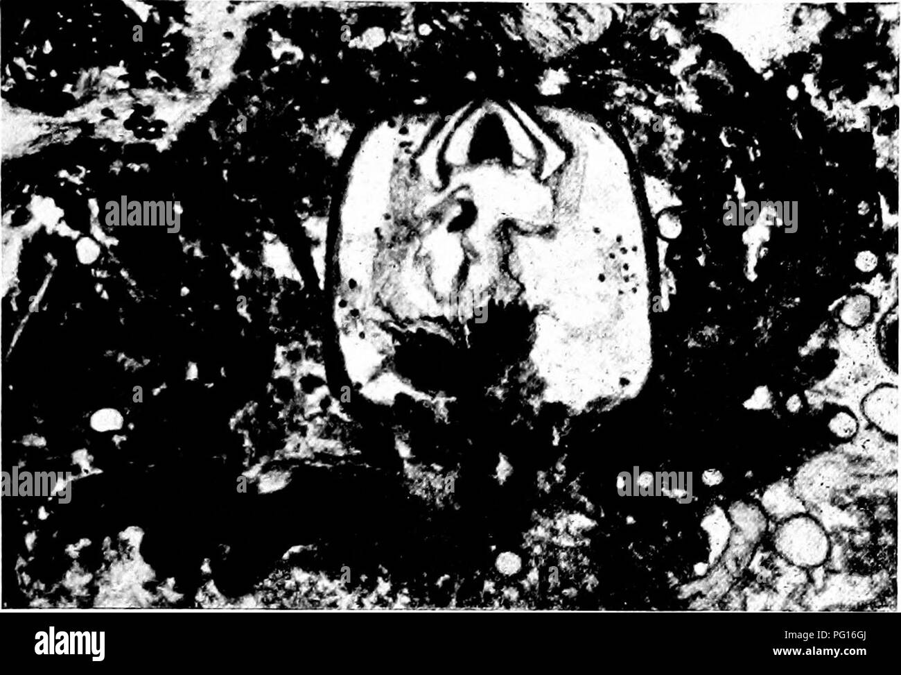 Pollen chamber Black and White Stock Photos & Images - Alamy