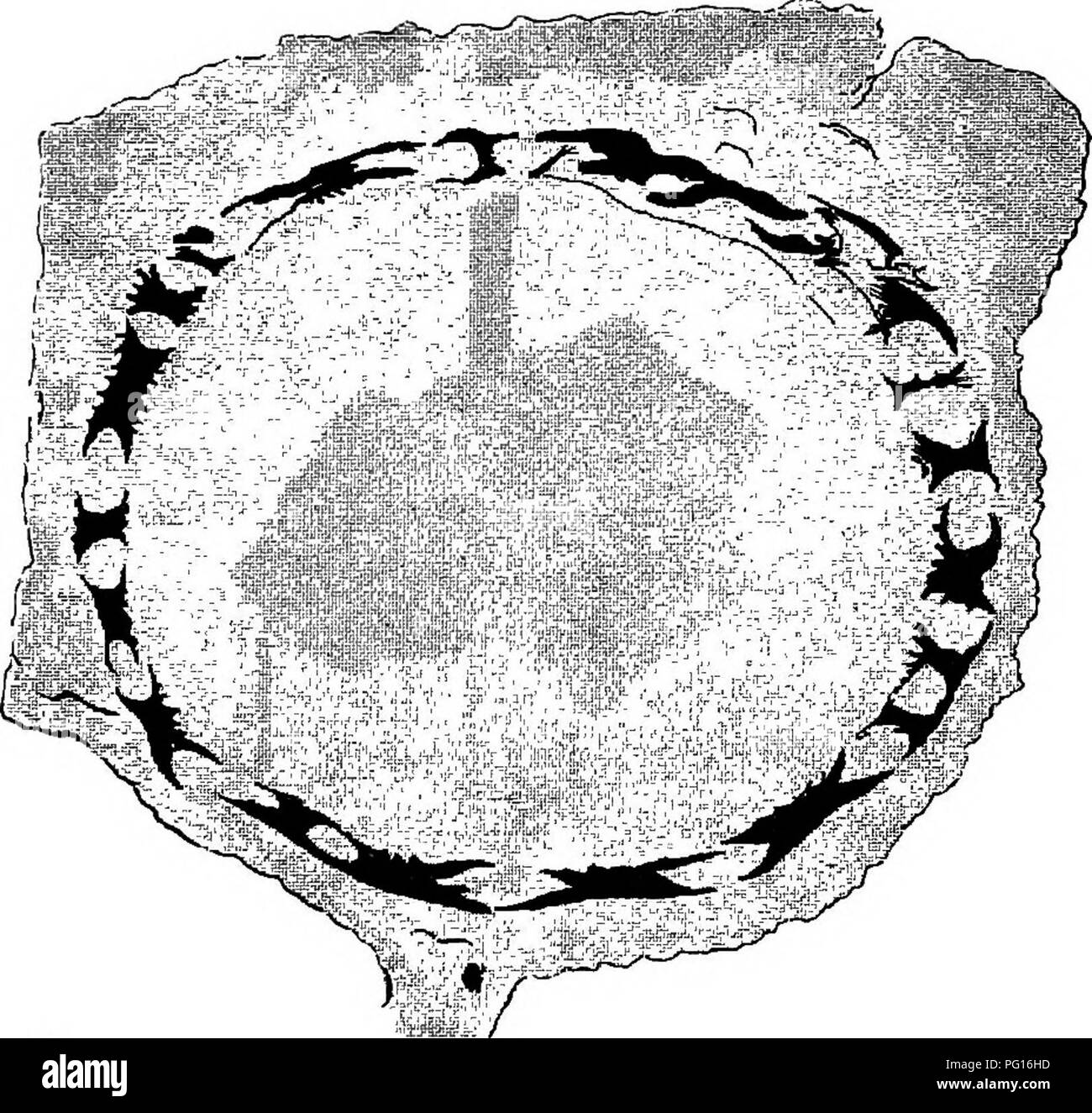 This illustration depicts a transverse section of a Calamite stem ...