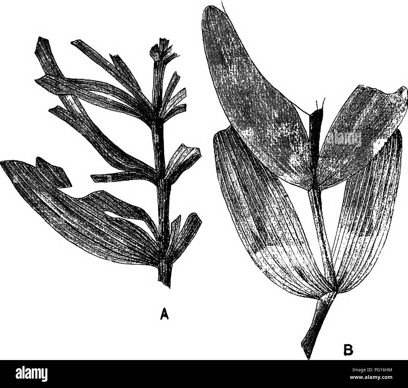 . Fossil plants : for students of botany and geology . Paleobotany. IX ...