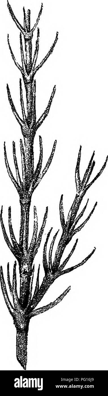 . Fossil plants : for students of botany and geology . Paleobotany. IX ...