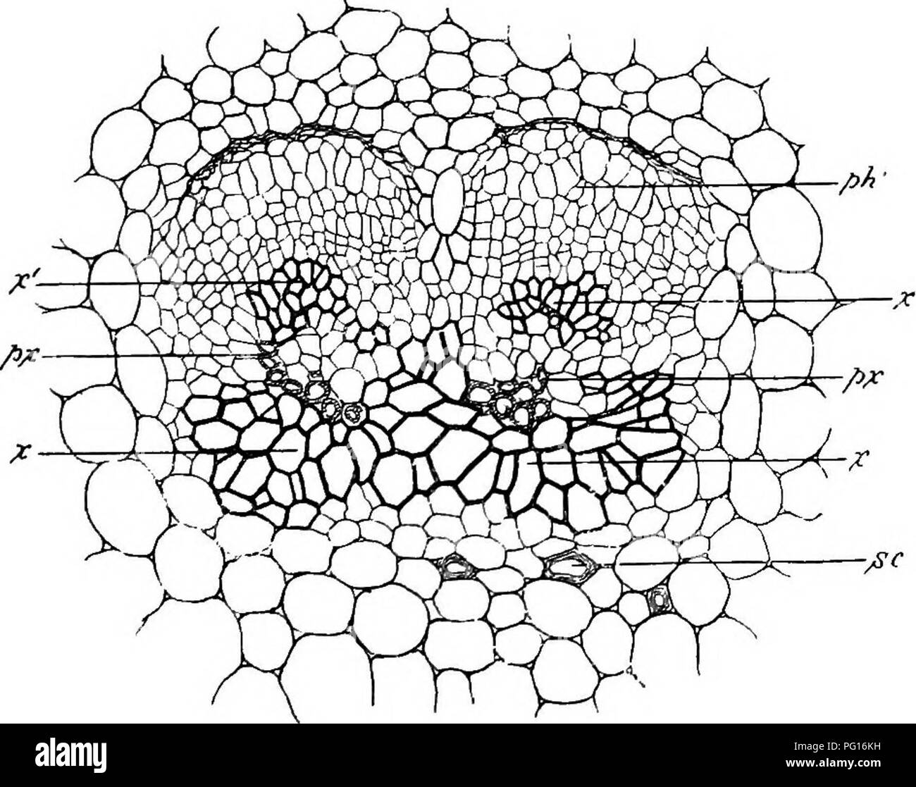 Xylem and phloem tissues Black and White Stock Photos & Images - Alamy