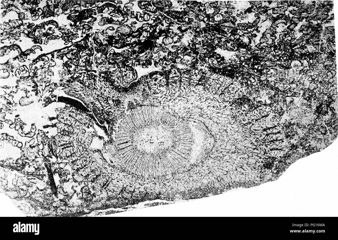 Transverse section of a leaf hi-res stock photography and images - Alamy