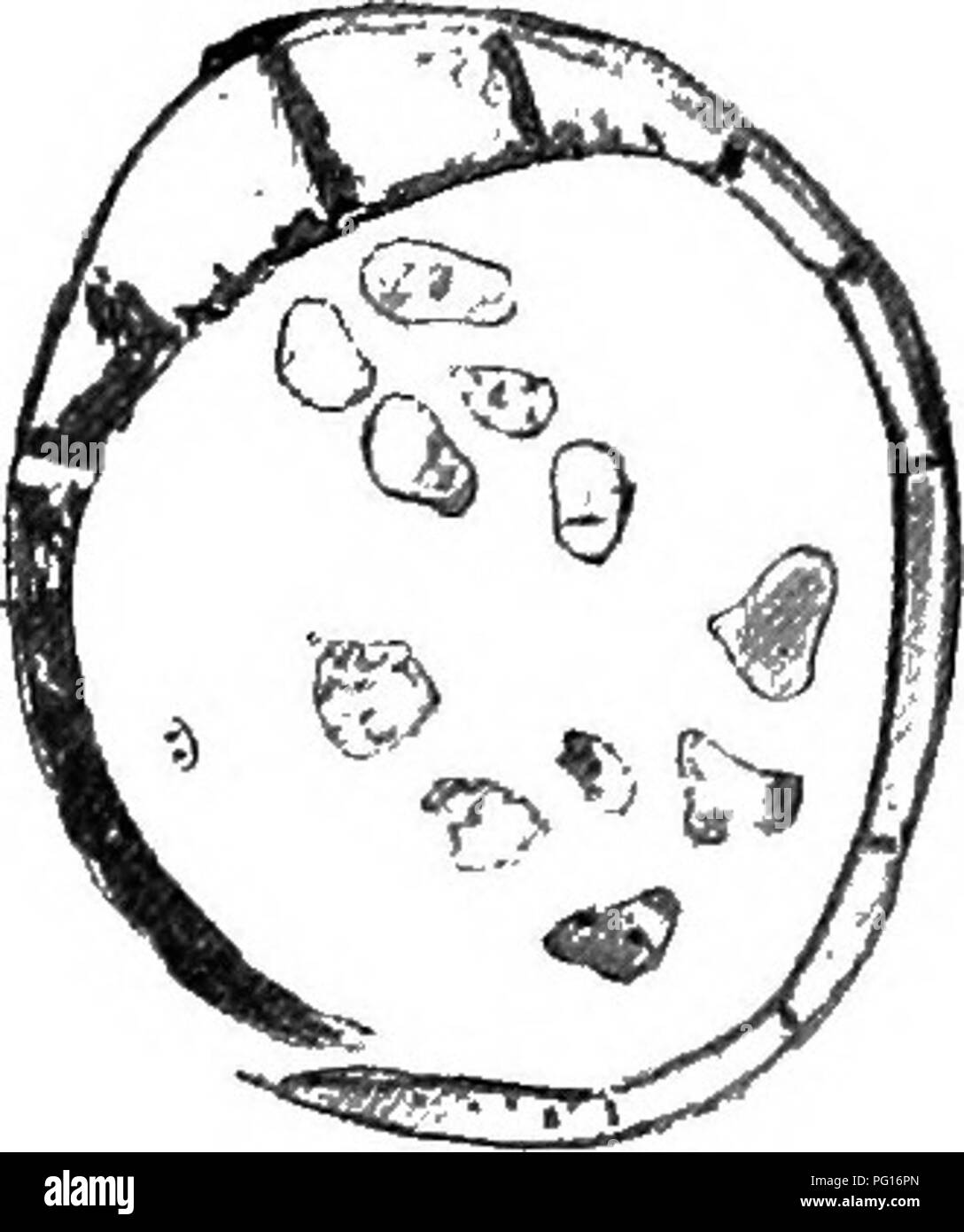 Petrifaction Fossils