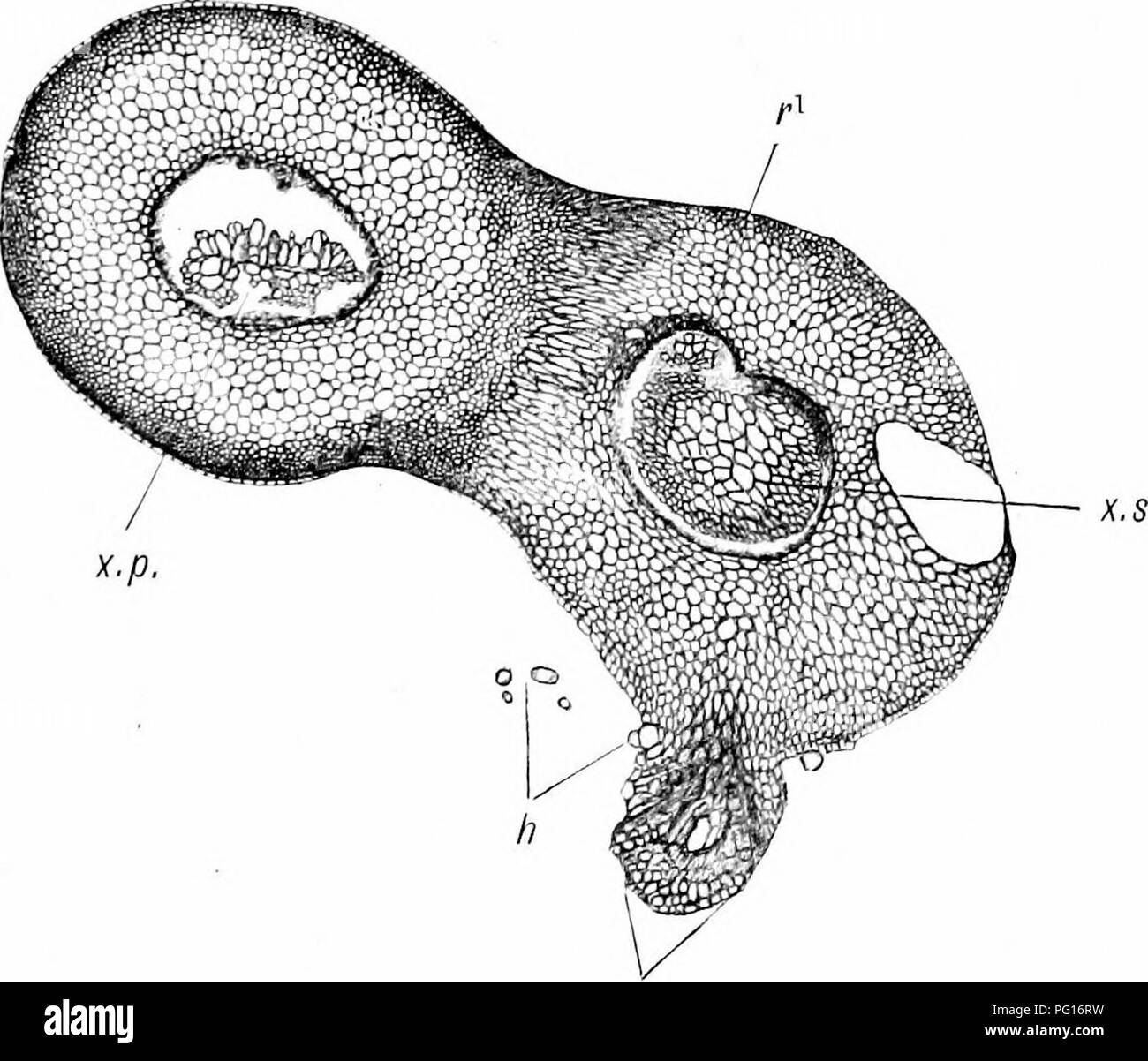 Phyllotaxis hi-res stock photography and images - Alamy