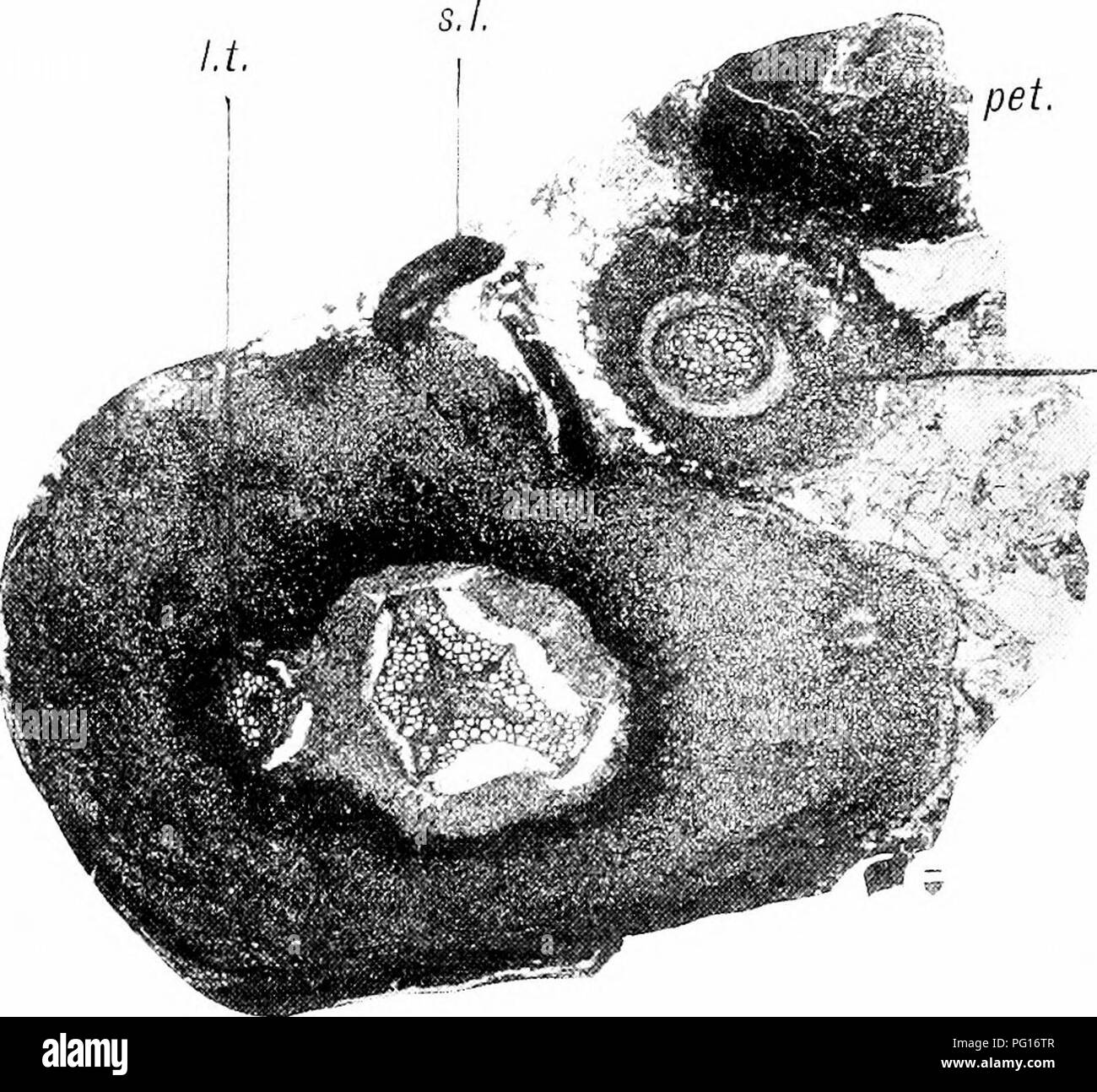 This study in paleobotany examines the development of wood and leaf ...