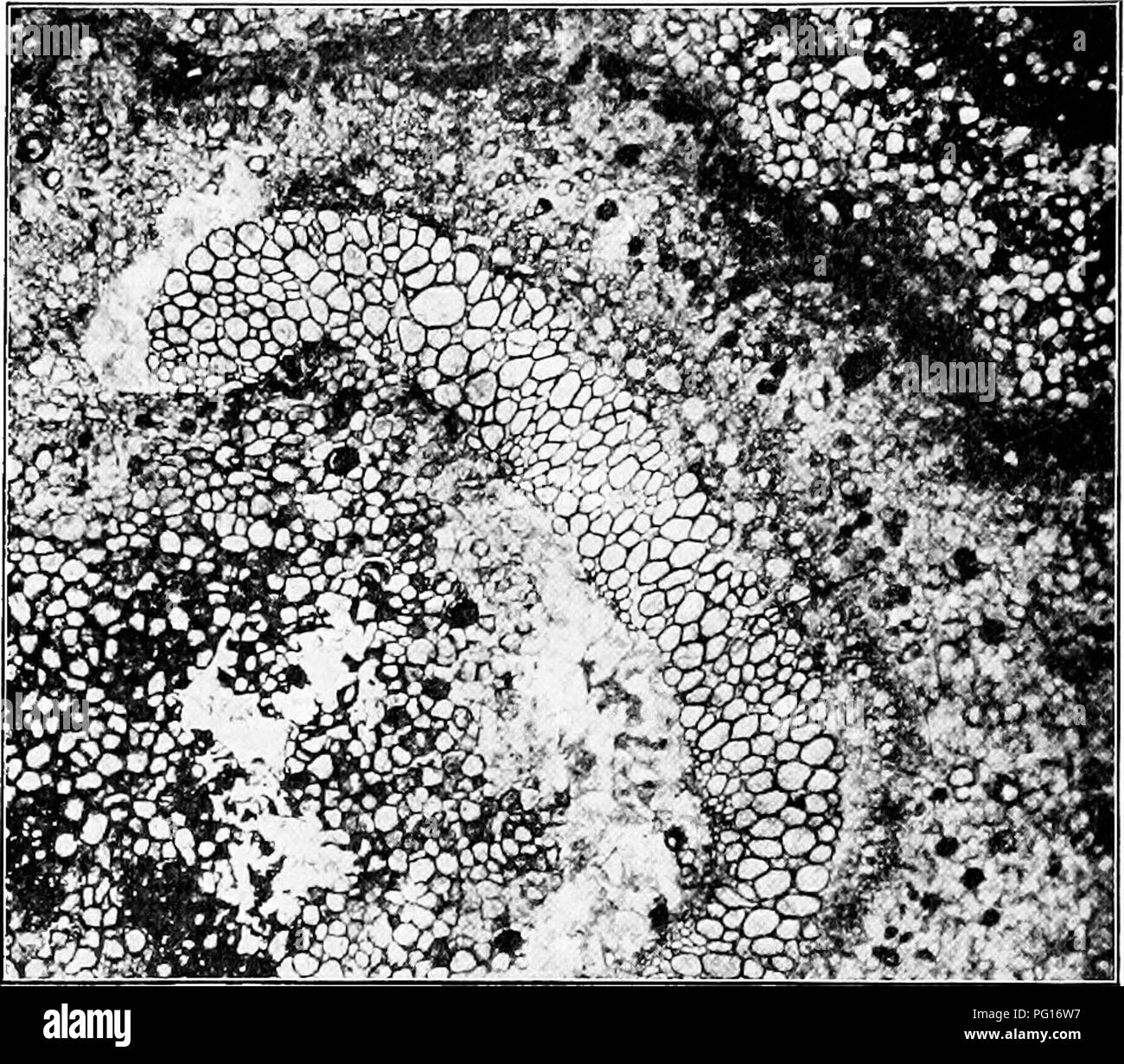 This work studies fossilized plants, specifically the ancient genus ...