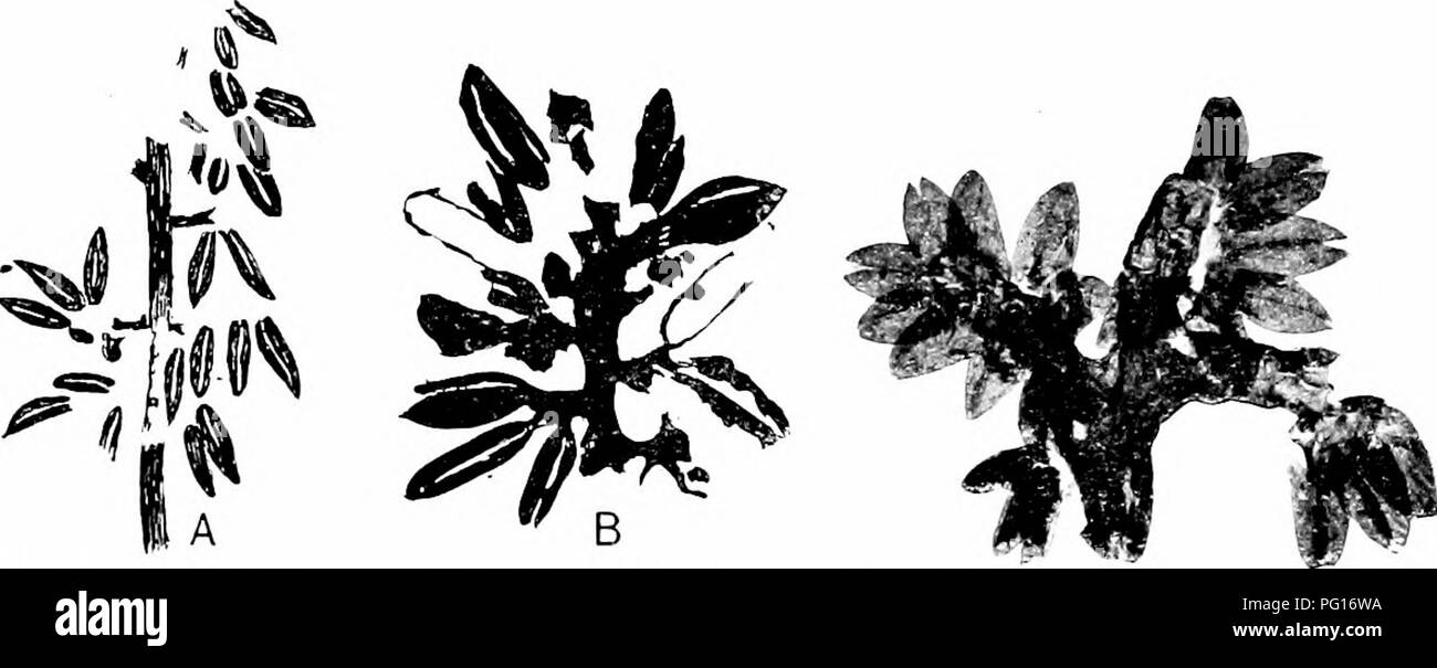 This text introduces paleobotany, focusing on fossil plants like Ginkgo ...