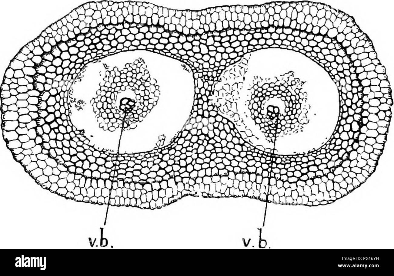 Stigmaria High Resolution Stock Photography and Images - Alamy