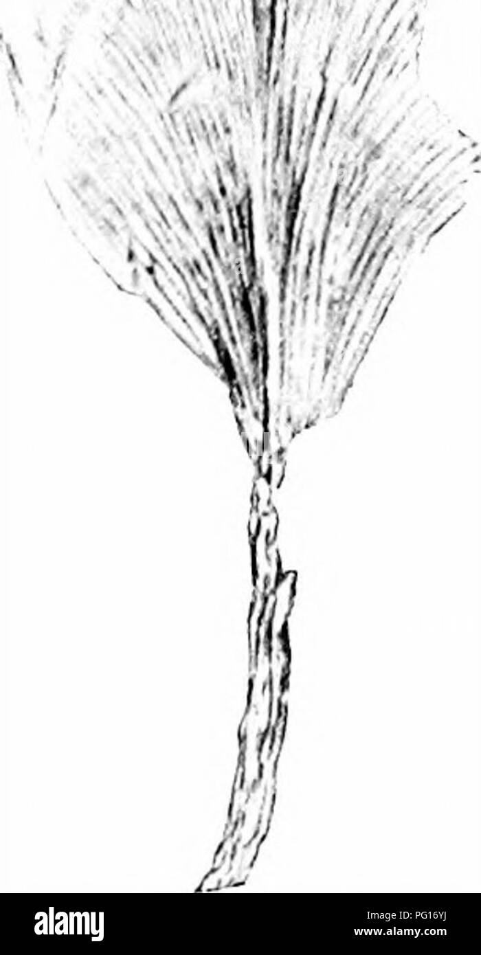 This work focuses on fossil plants, providing insights into the study ...