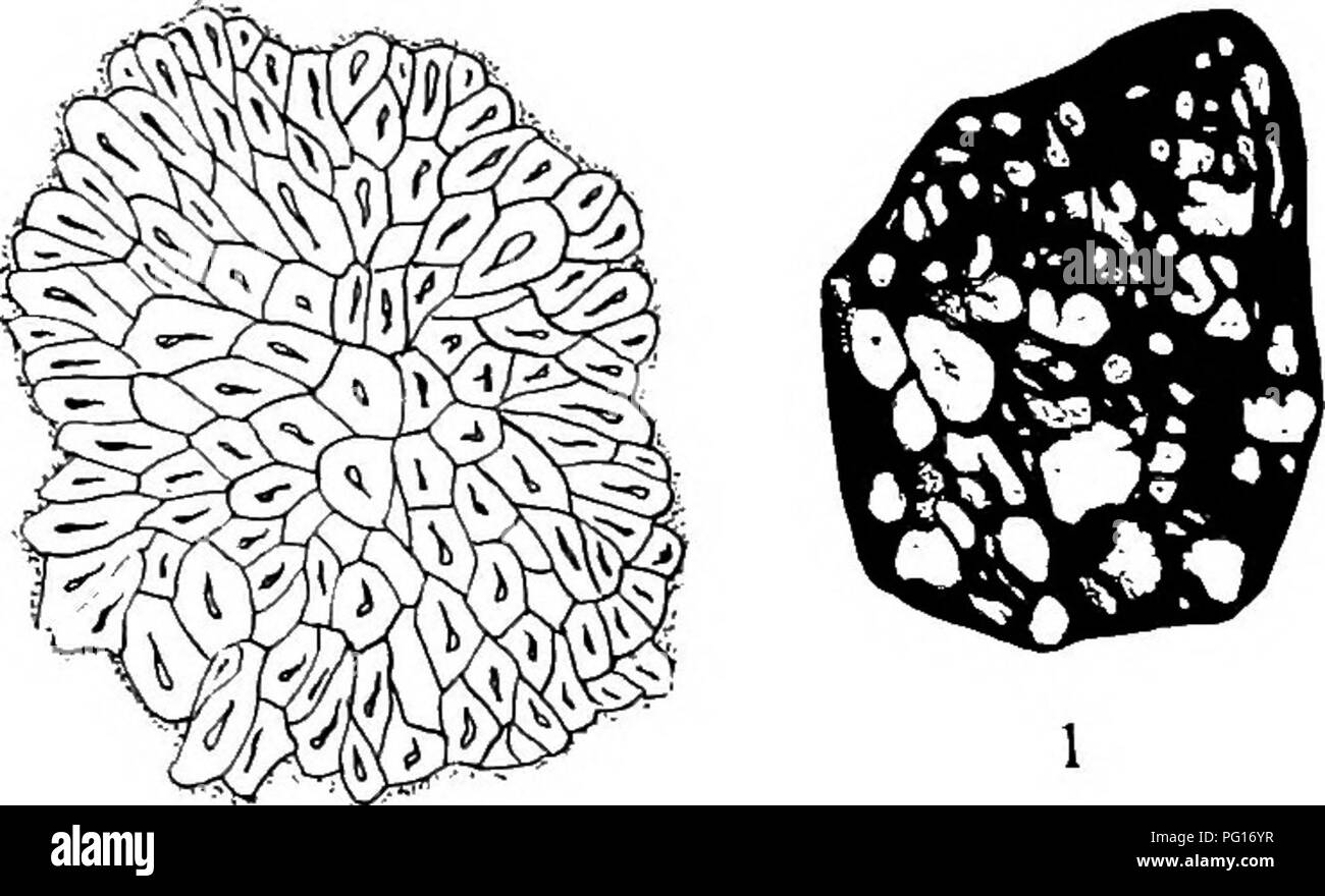 A paleobotanical illustration showing the early stages of plant life on ...