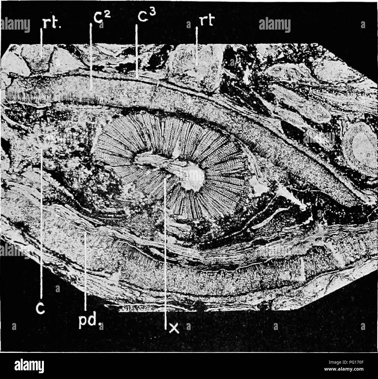 Sharp middle zone Black and White Stock Photos & Images - Alamy