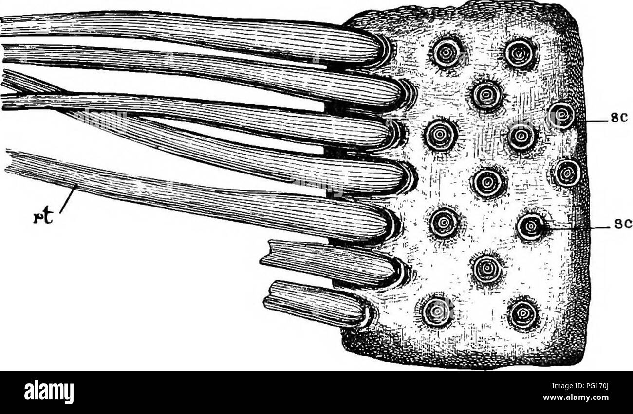 Stigmaria hi-res stock photography and images - Alamy