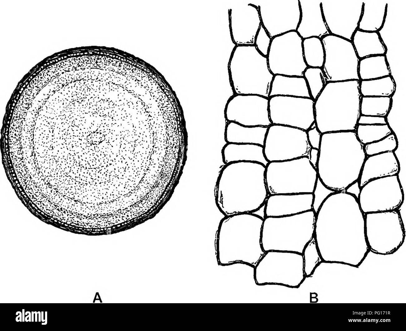 This guide focuses on fossil plants, offering insights into paleobotany ...