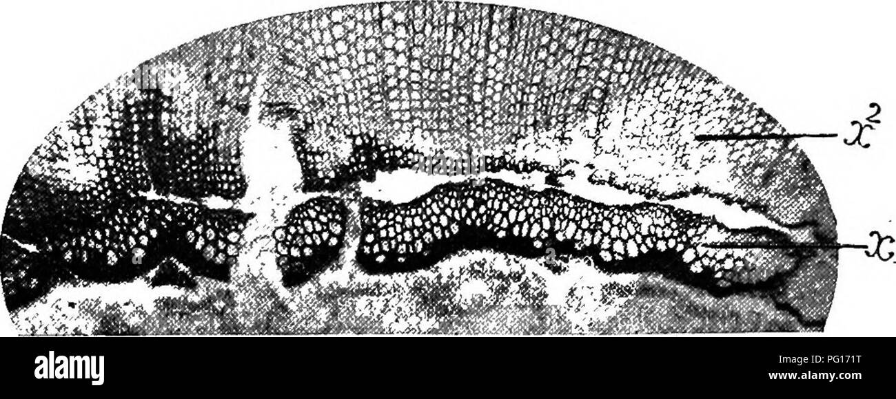 This study in fossil botany examines the structure of Sigillaria ...