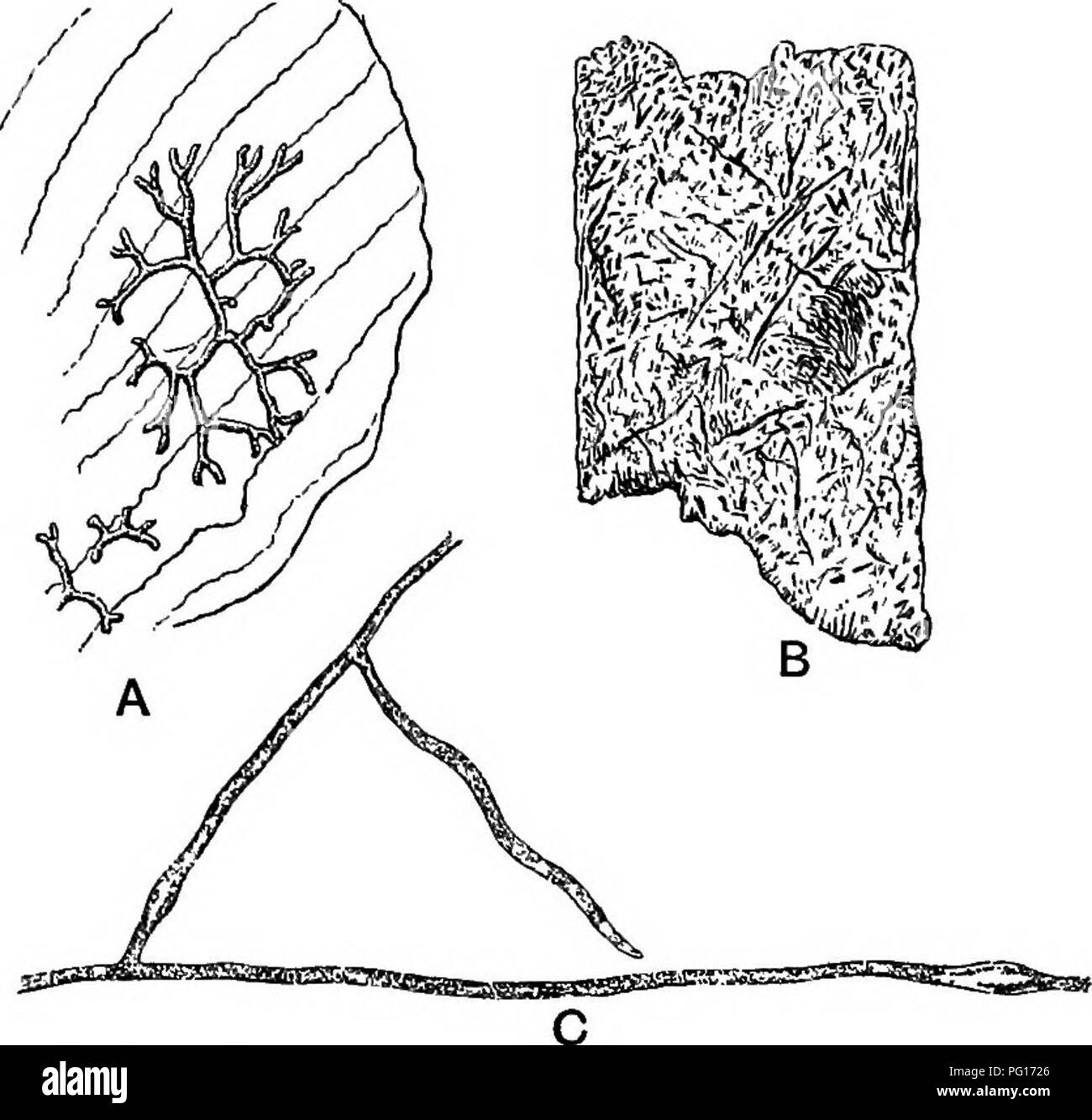 Thallophyta Black and White Stock Photos & Images - Alamy