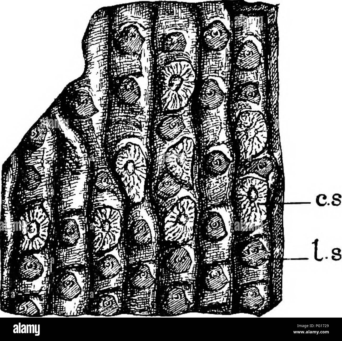 This text on fossil botany examines plant remains preserved in the ...