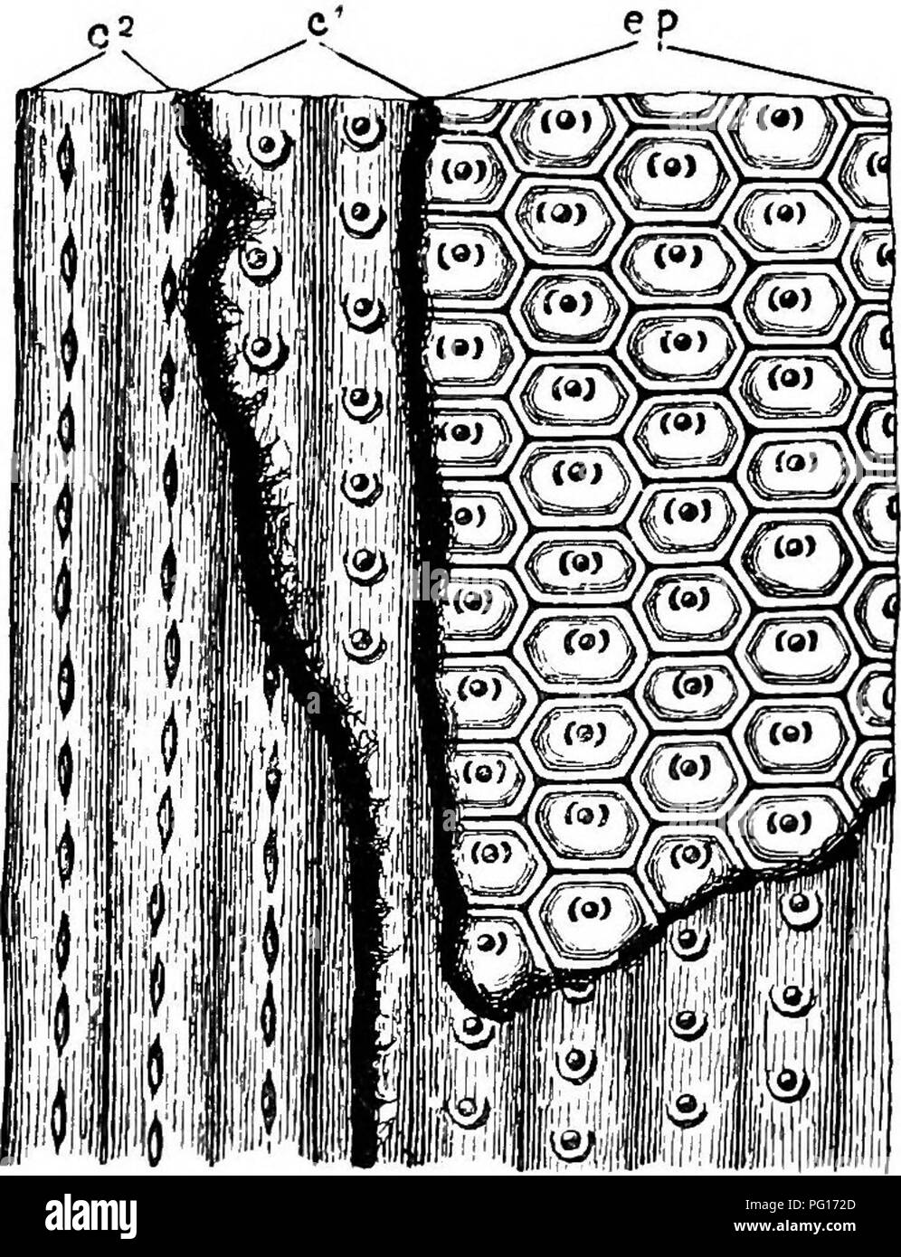 A paleobotanical study of Sigillaria, an extinct genus of tree from the ...