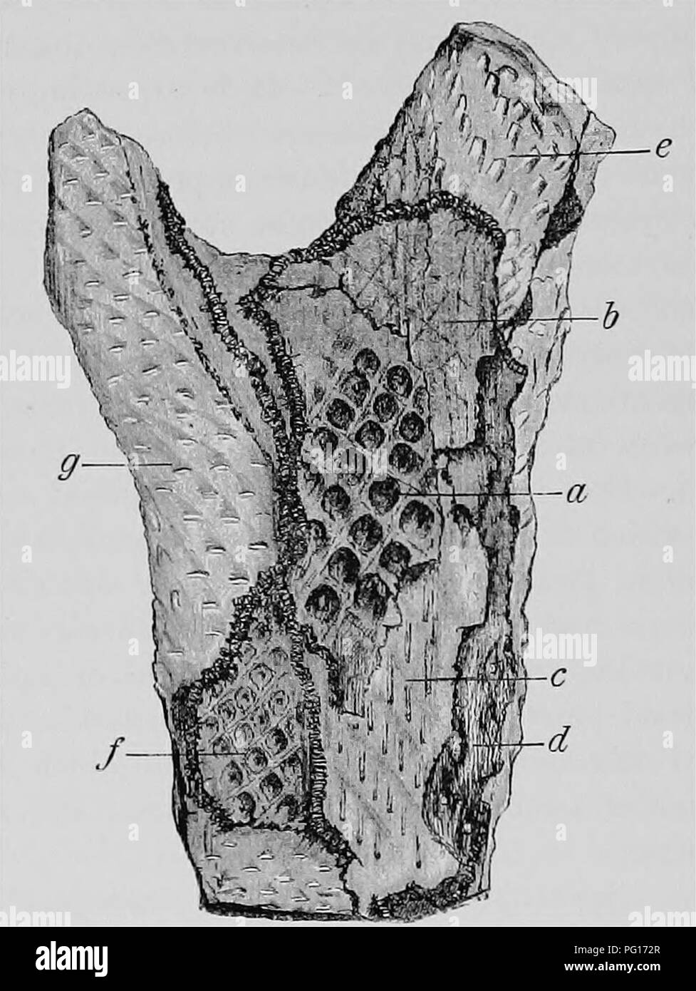 This image shows a dichotomously branched Lepidodendroid stem (Knorria ...