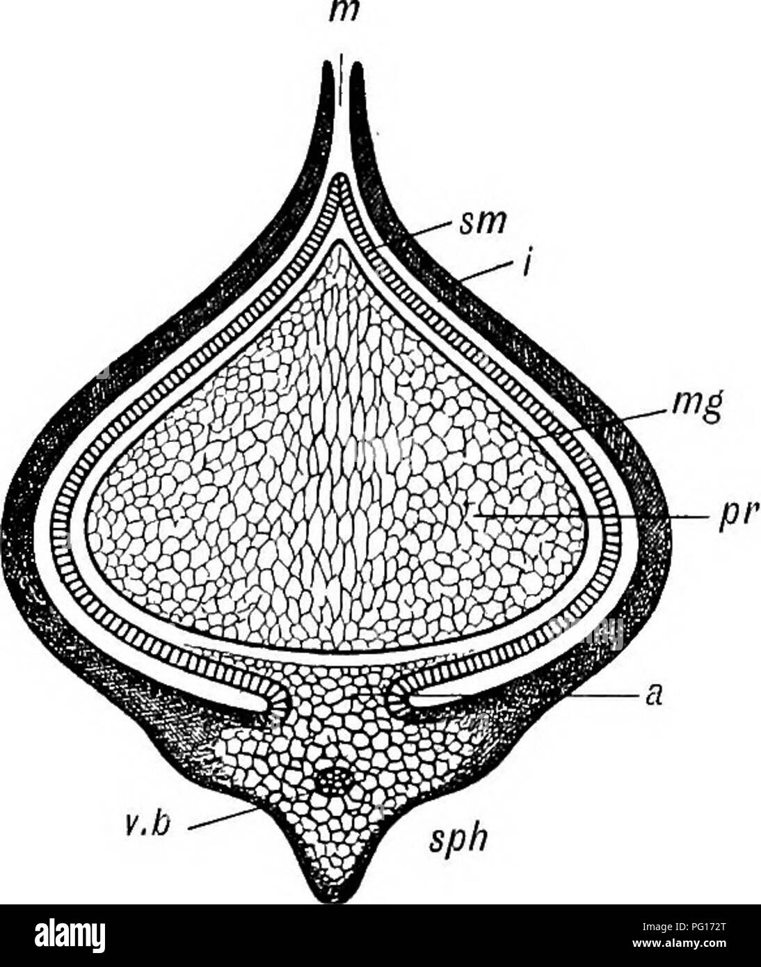 This paleobotany study focuses on the fossilized seeds and sporophylls ...