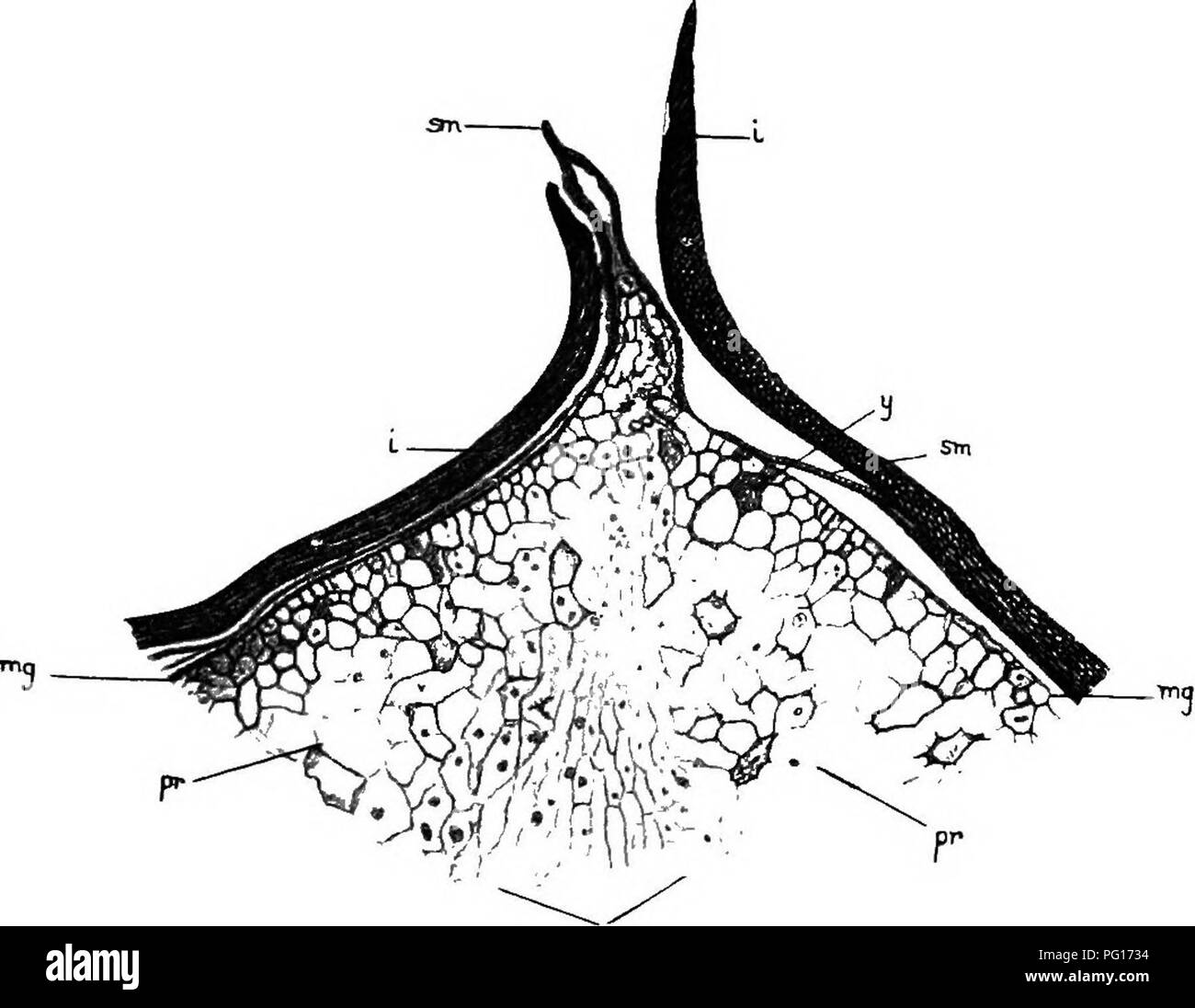 This paleobotanical study examines seed-like structures found in ...