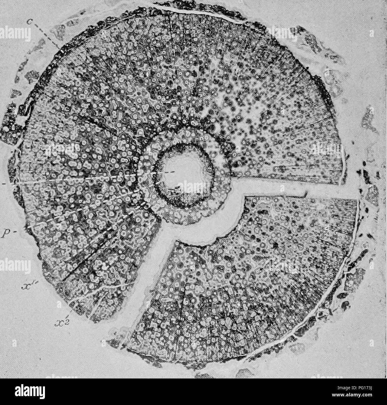 . Fossil plants : for students of botany and geology . Paleobotany. 82 ...